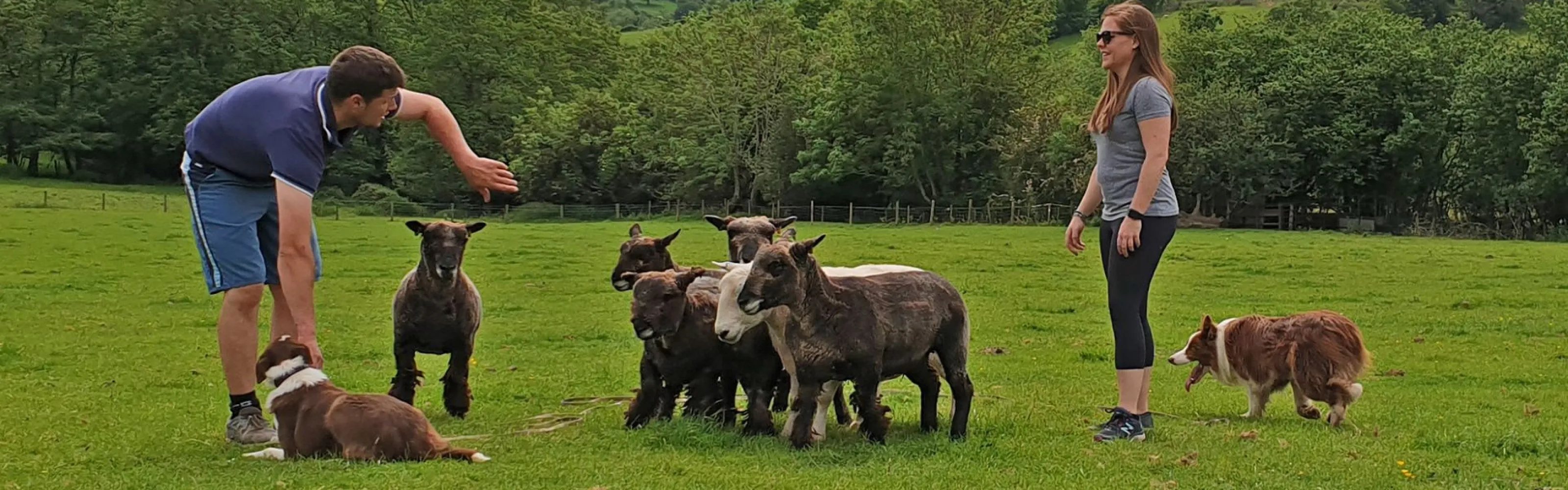 Good Day Out | Group animal experiences | Travel Trade Wales